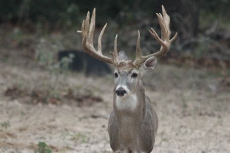 Trophy Hunting | Diamond A Whitetail Trophy Hunts
