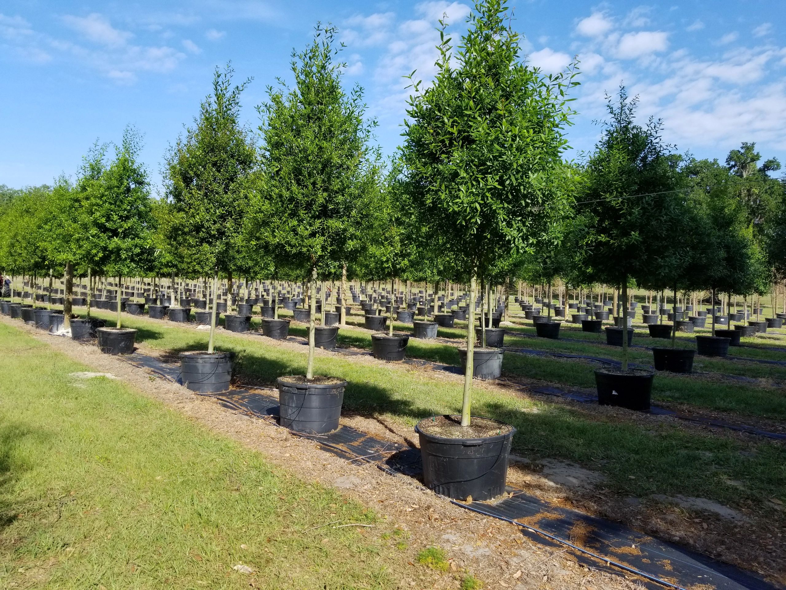 Adams & Adams Tree Farm Inc
