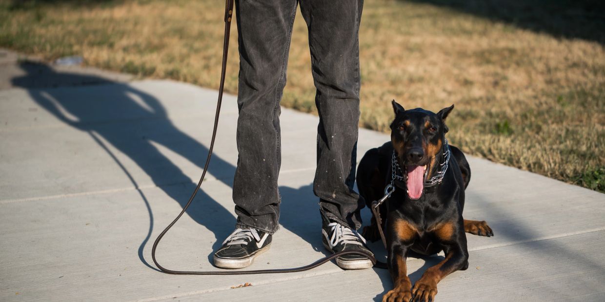 Dog Training Boot Camp - Wolfkeeper University