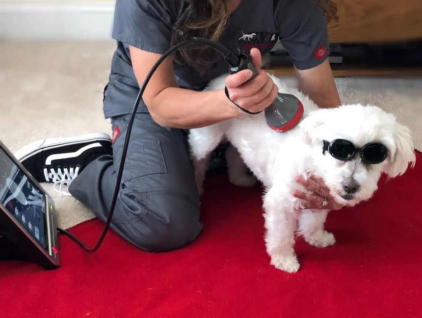 Laser Therapy - Cleveland Veterinary Rehabilitation | Cleveland ...