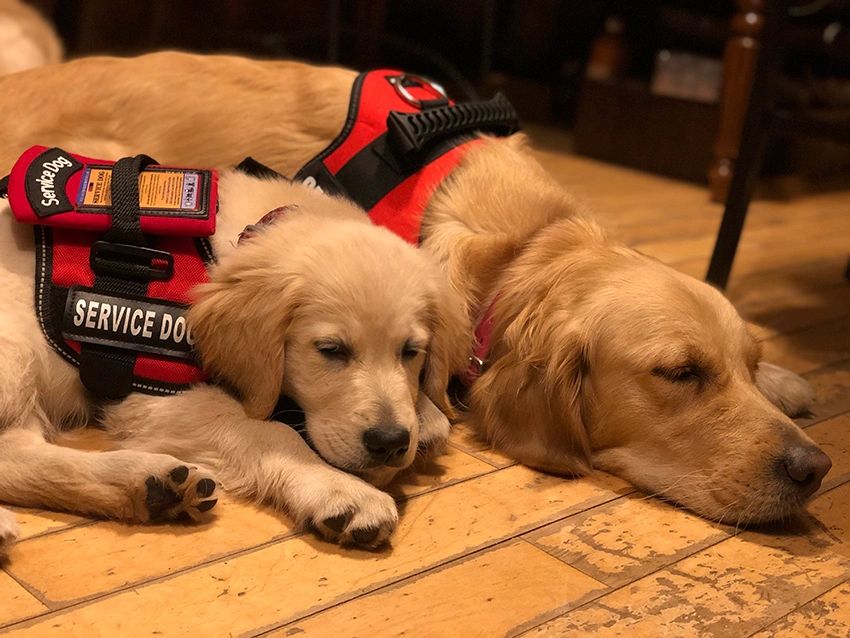 GOLDEN RETRIEVER & SERVICE DOG BREEDING & TRAINING