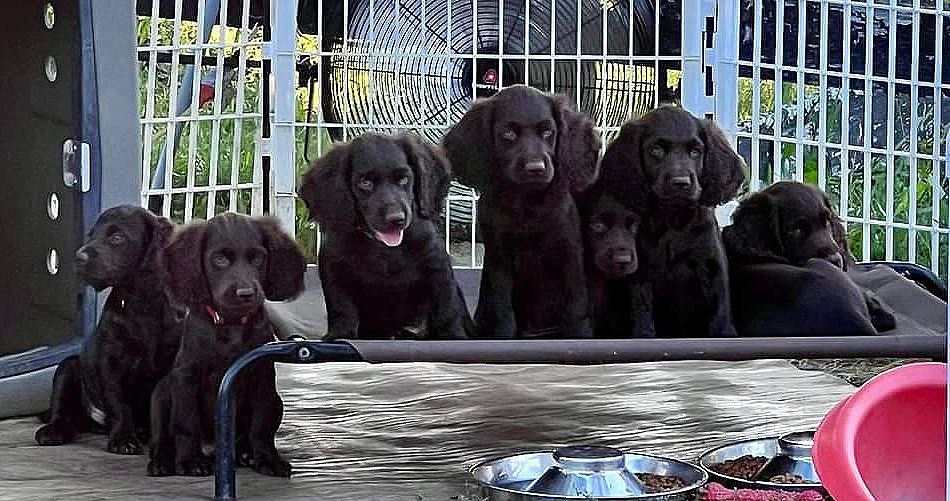 Five Springs Boykin Spaniels Gun Dogs & Training of Virginia - Home