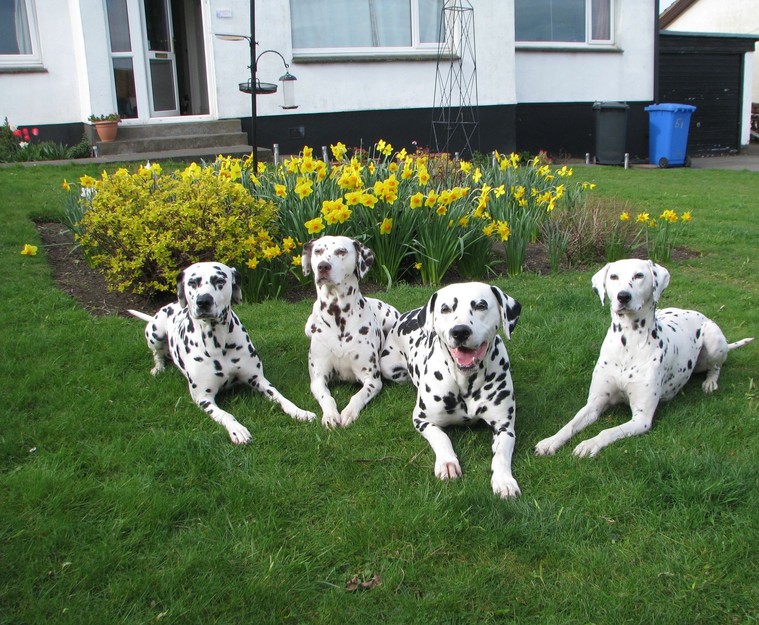 Dalmatian Breeders Home | Dalamanti Dalmatian Breeders