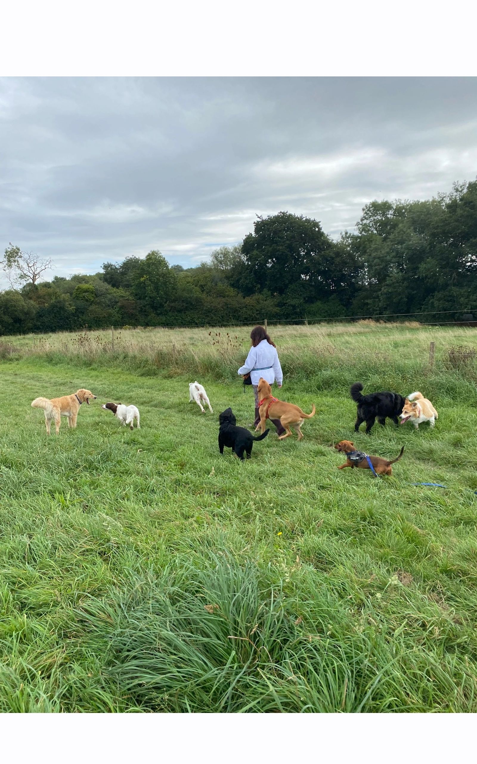 Dog Walks and Pop ins | Poochie Paws Towcester