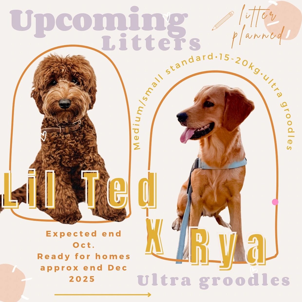 Planned Litters