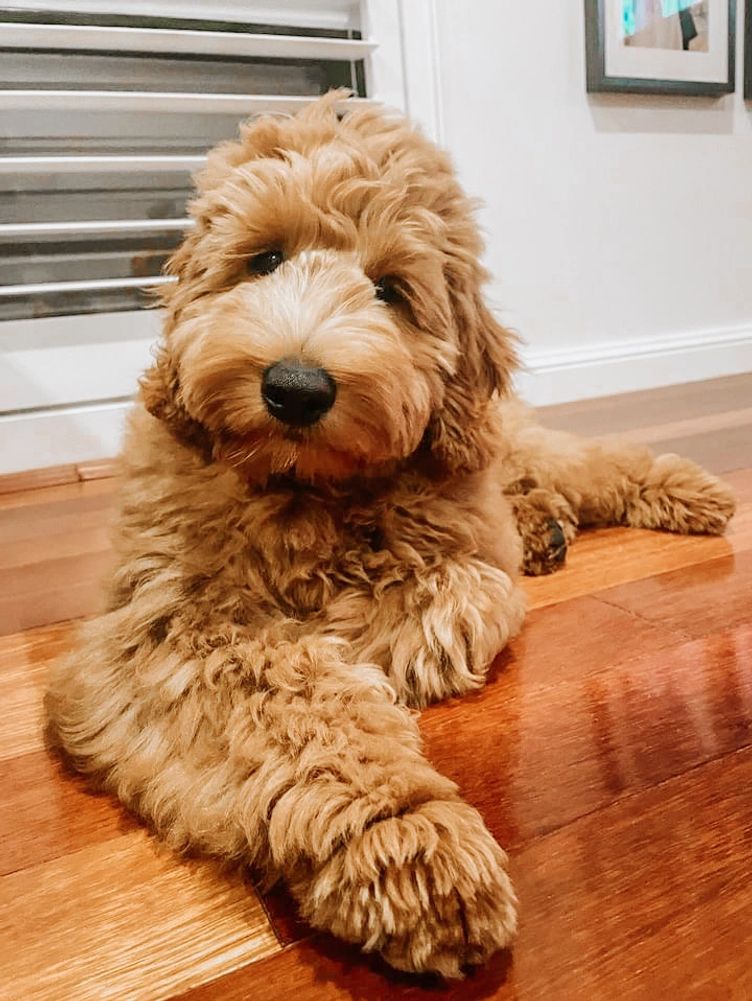 Responsible Groodle Breeder