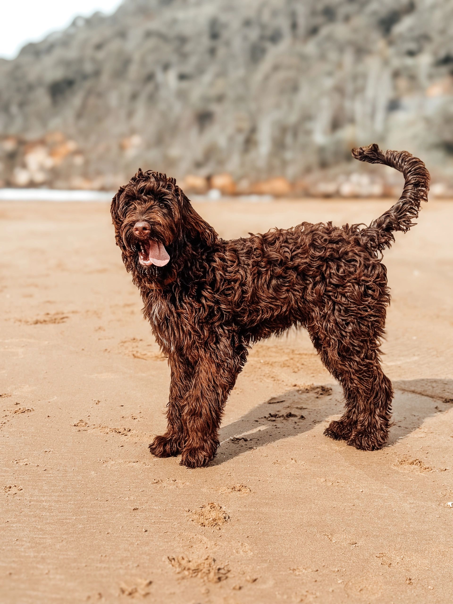 Responsible Groodle Breeder