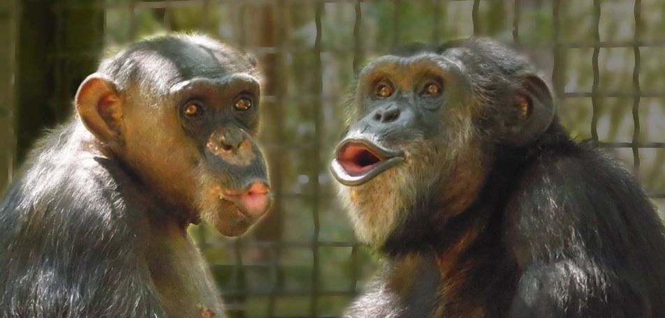 Chimp Imps Adventures