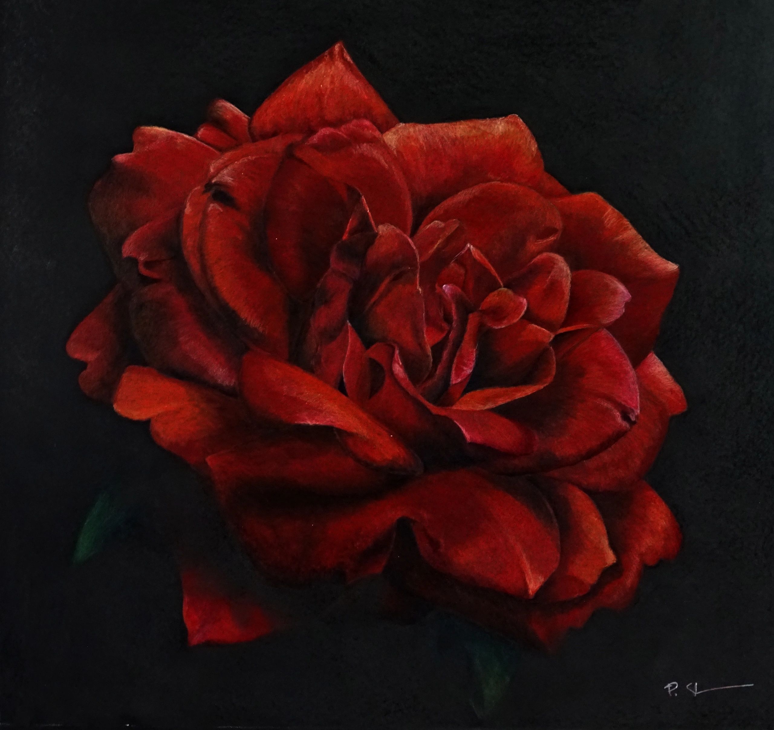 P. Schorn Studio - Color Pencil Fine Art, Color Pencil Lessons