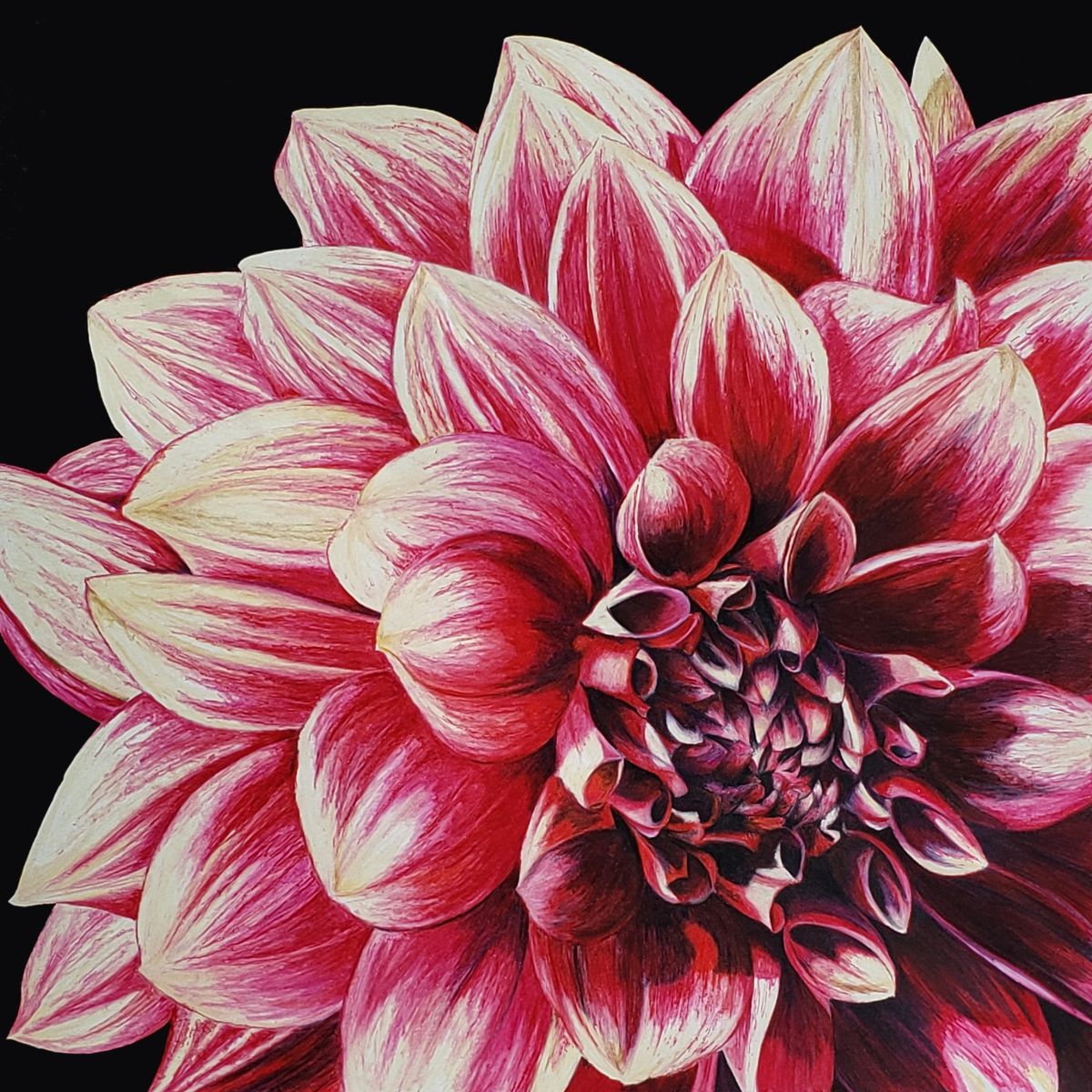 Pink Dahlia