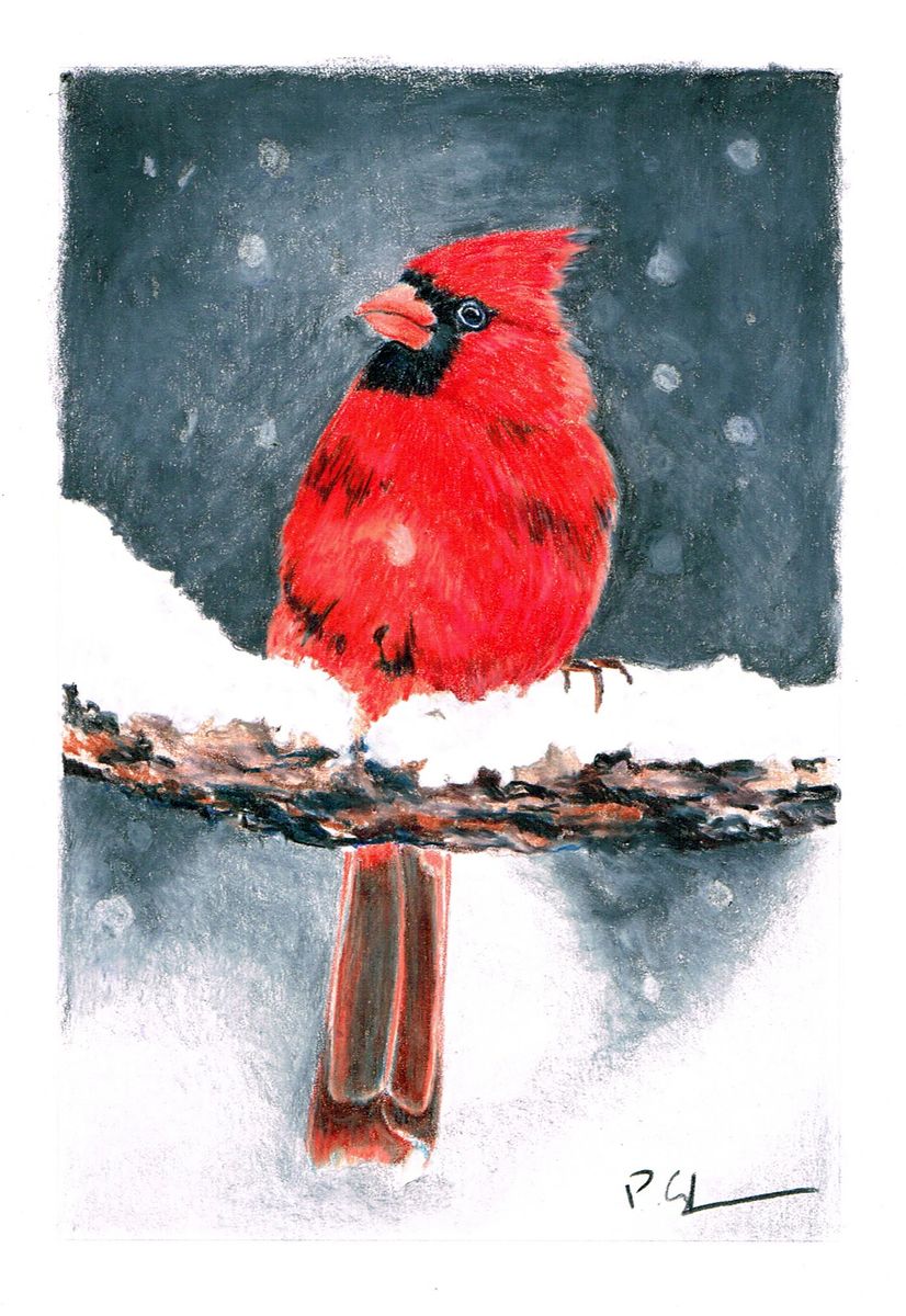Winter Cardinal Drawing Project