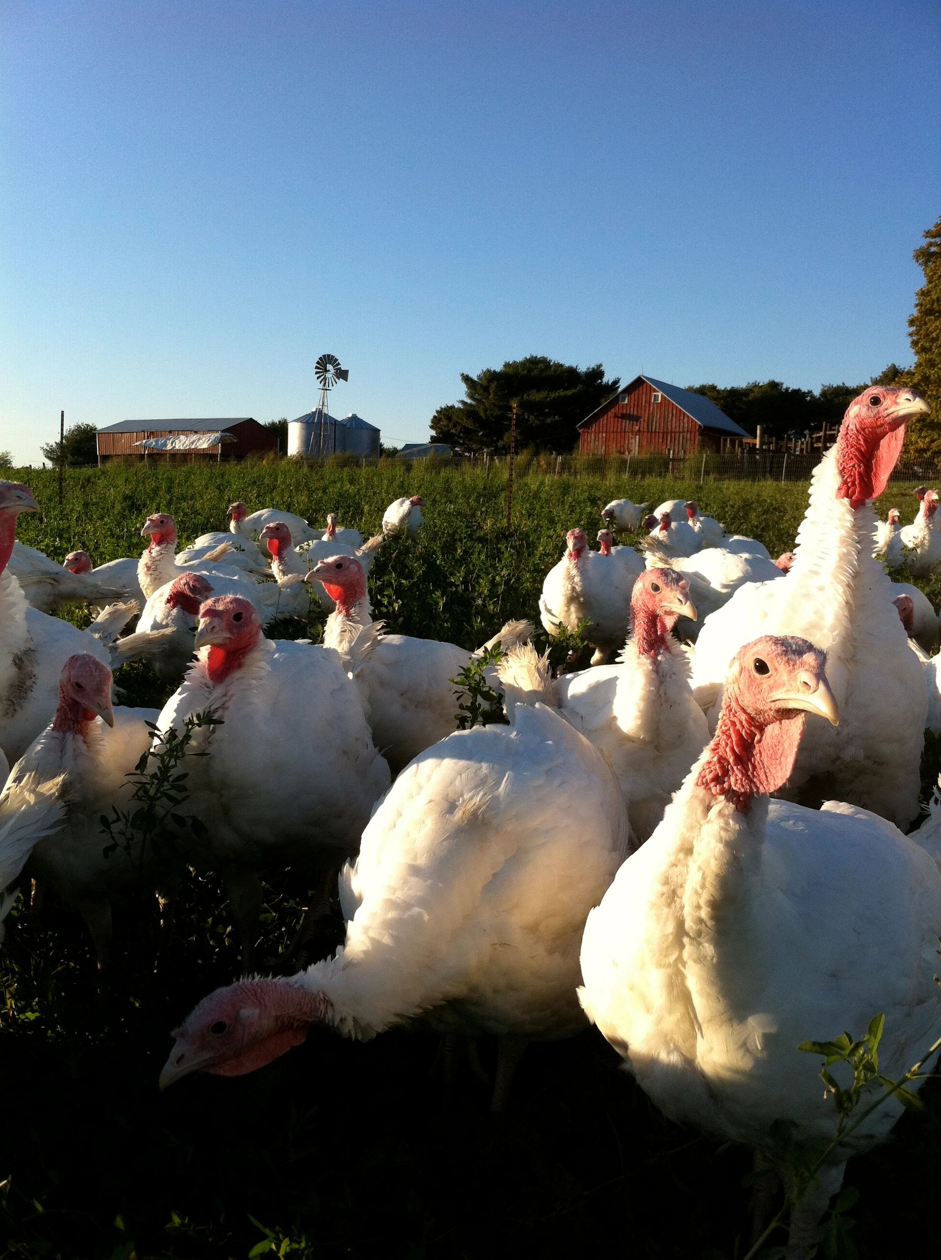 Petersburg Poultry Processing - chickens processing, poultry processing ...