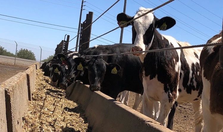 TRCC Inc - Calf Ranch - Five Points, California