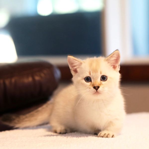 Standard Munchkin Kittens