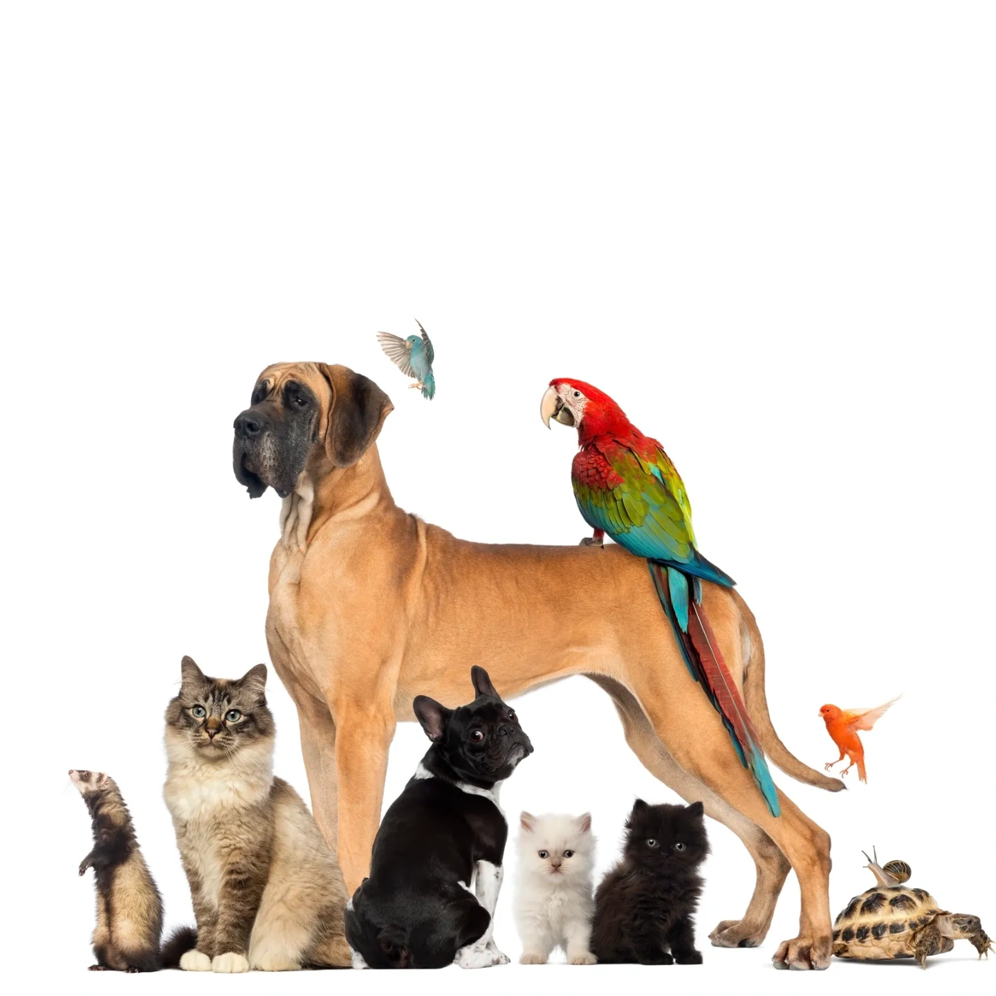 LaCava's Mobile Veterinary Service, LLC - Home