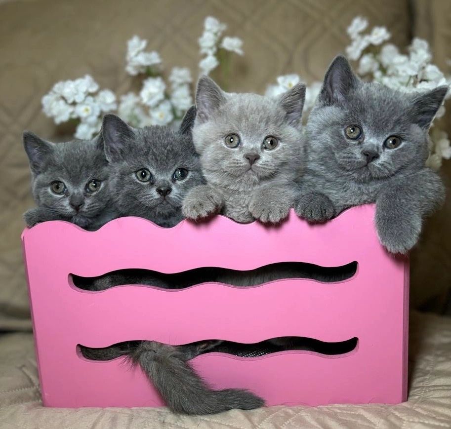 Scottish Kittens | SnuggleMe Cattery - Available Now!