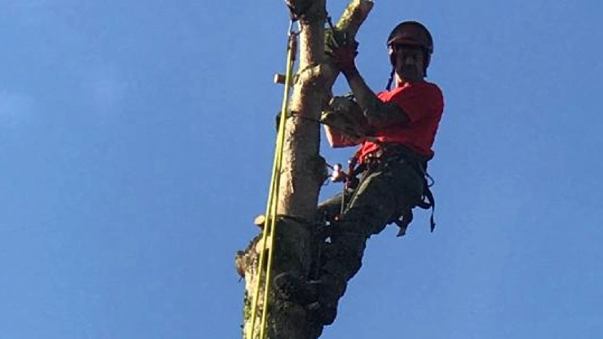 Tree and Hedge Work Services | Tree Monkeys