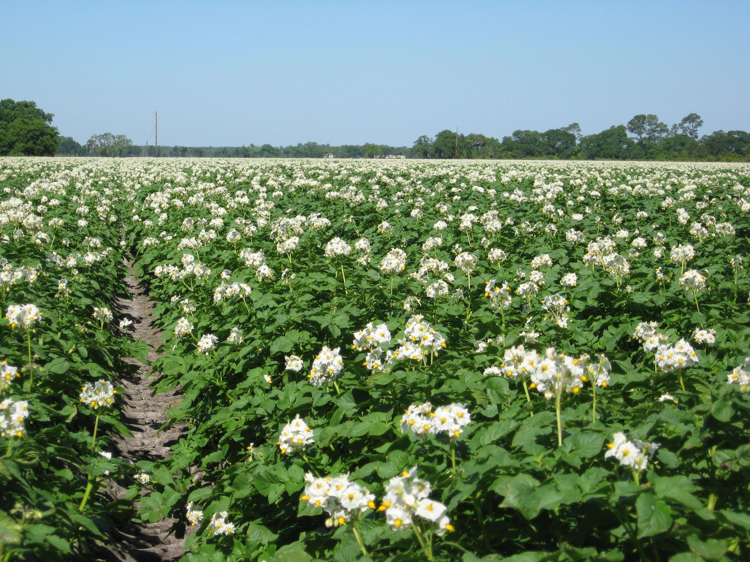 Blue Sky Farms - Home