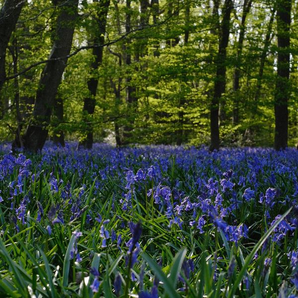 Moat Farm Kent - Rural Stays, Wildlife Farm