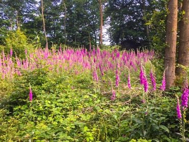 The Farm | Moat Farm Kent