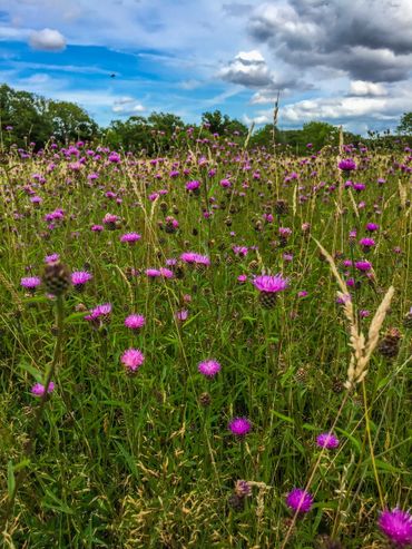 The Farm | Moat Farm Kent
