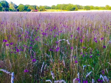 The Farm | Moat Farm Kent