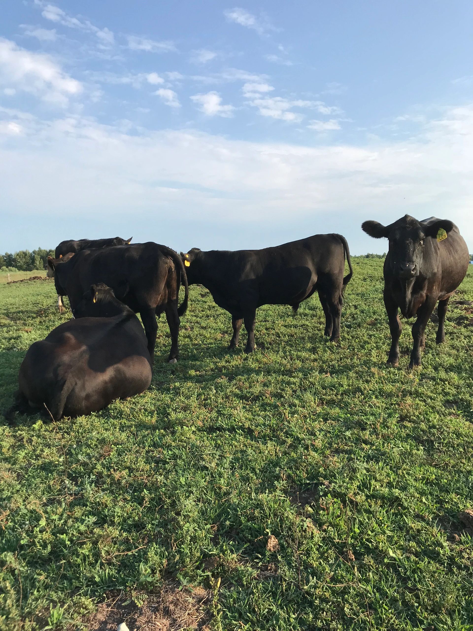 Caris Family Farm - Beef Store, Hamburger, Beef Store, Steak