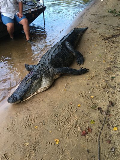 Alligator Hunting