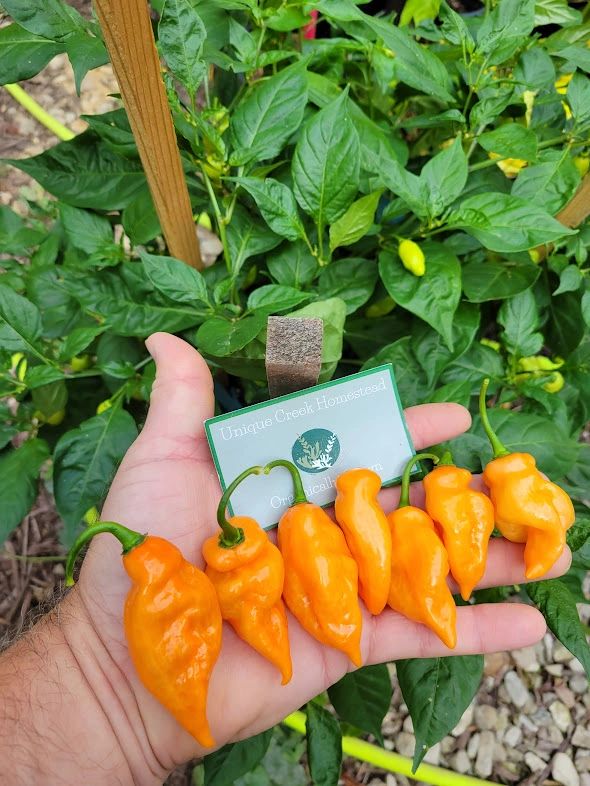 HABANADA Sweet Pepper Seeds Fruity & Sweet NO Heat Habanero Big Producer
