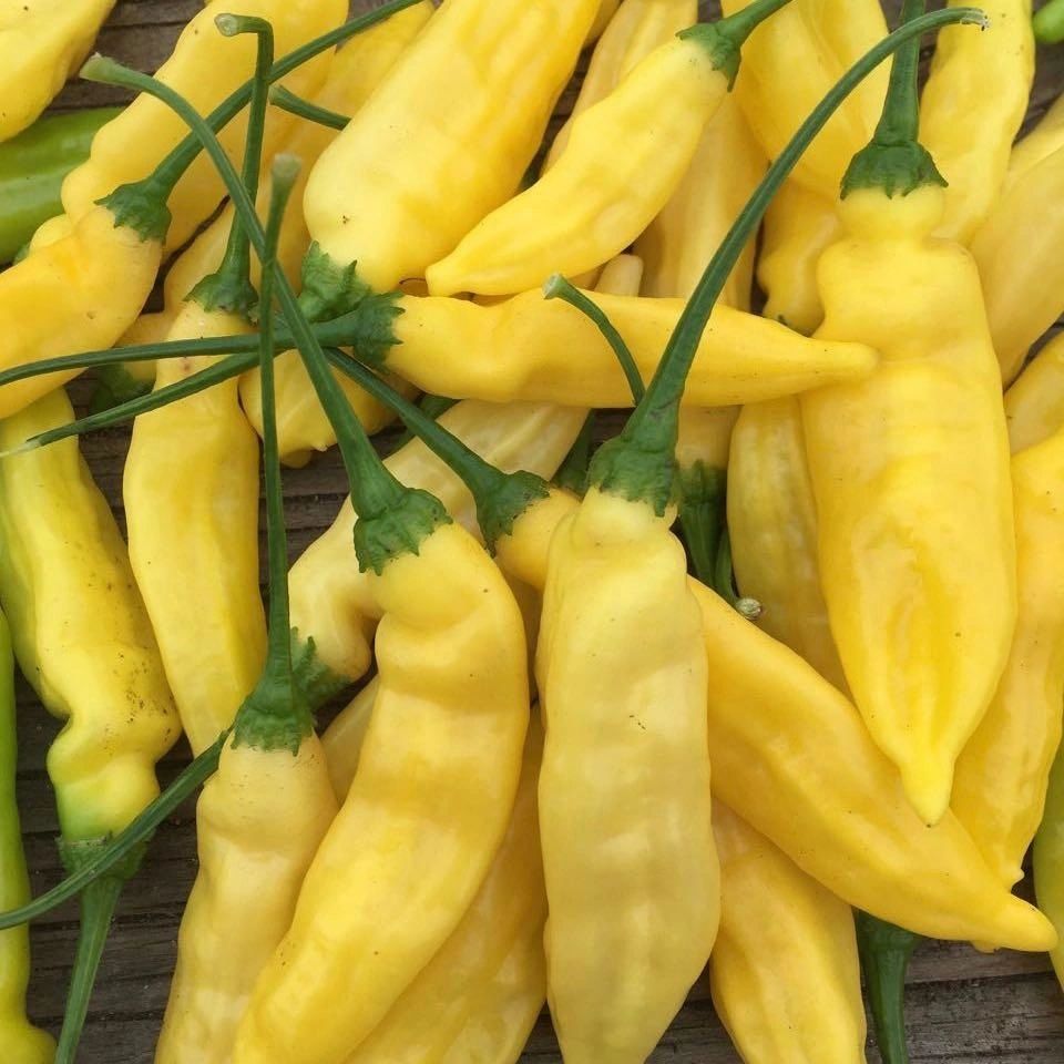 AJI HOT LEMON Drops Hot Pepper Seeds 30,000+ Scoville Heat Units