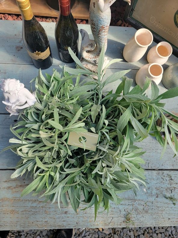 SILVER SAGE Organic Seeds Organically Grown Unique Creek Homestead