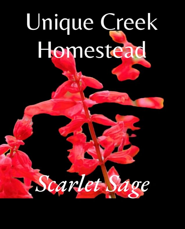 SCARLET SAGE Organic Seeds Organically Grown Unique Creek Homestead