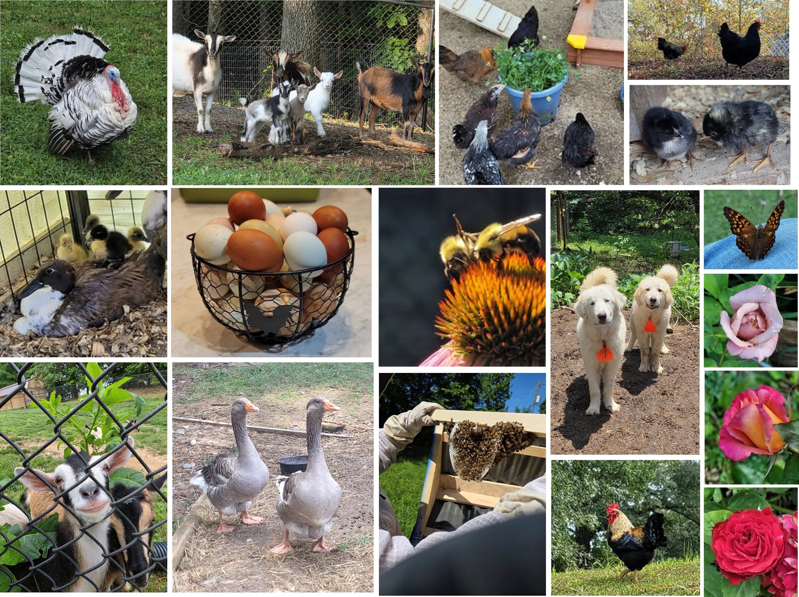 The Dusty Wallet Farm