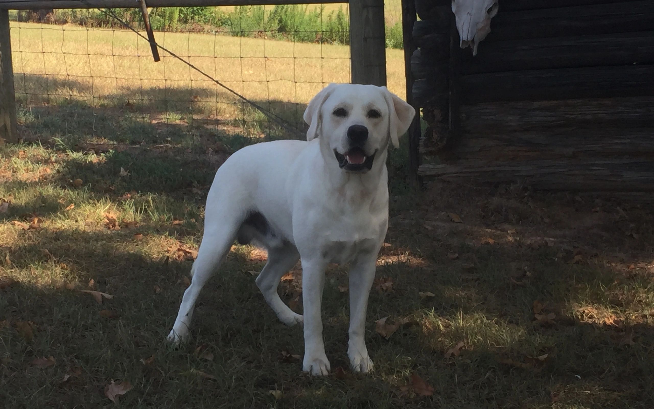 White English Labrador Retriever