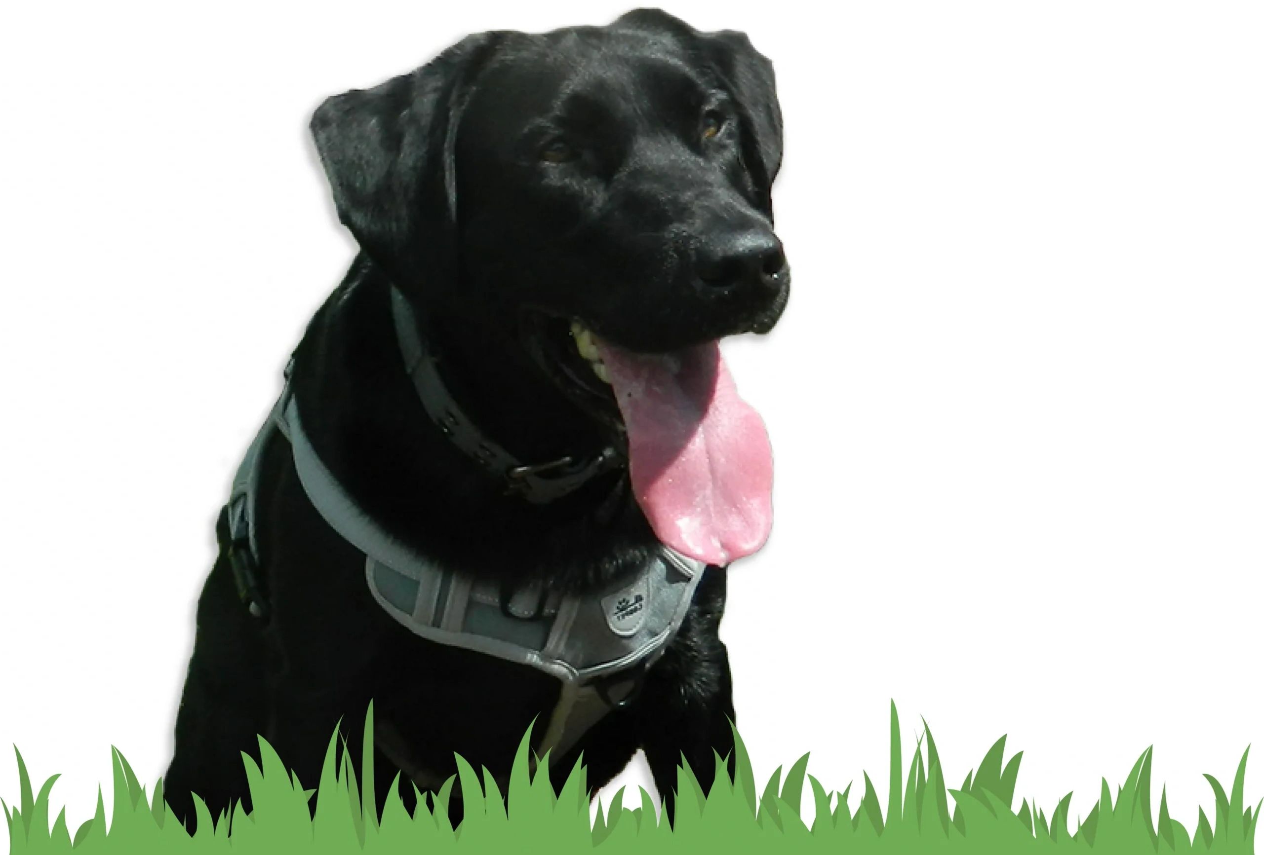 Aqua-Terra Canine Water Leak Detection - Home