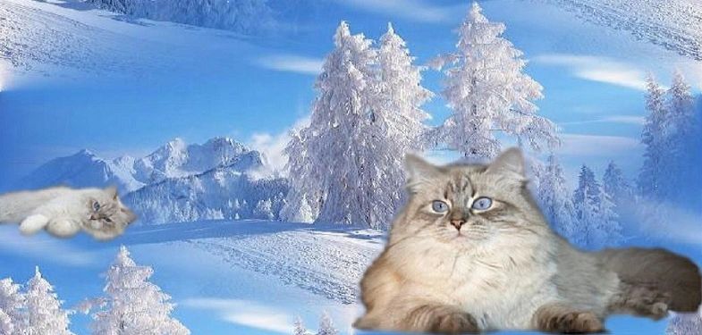 siberian neva history
