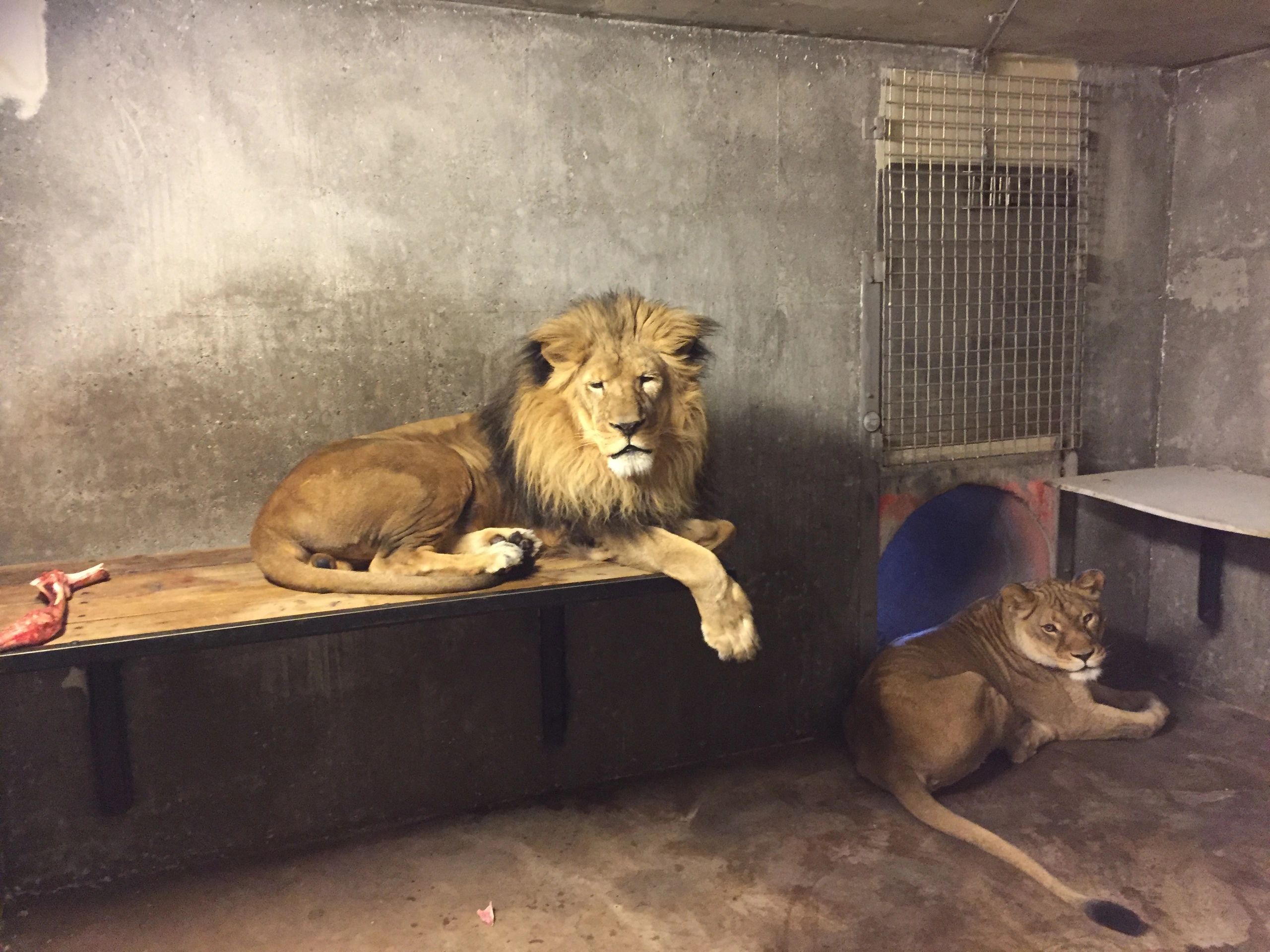 Zoo Safety Awareness - Zoo Gone Bad