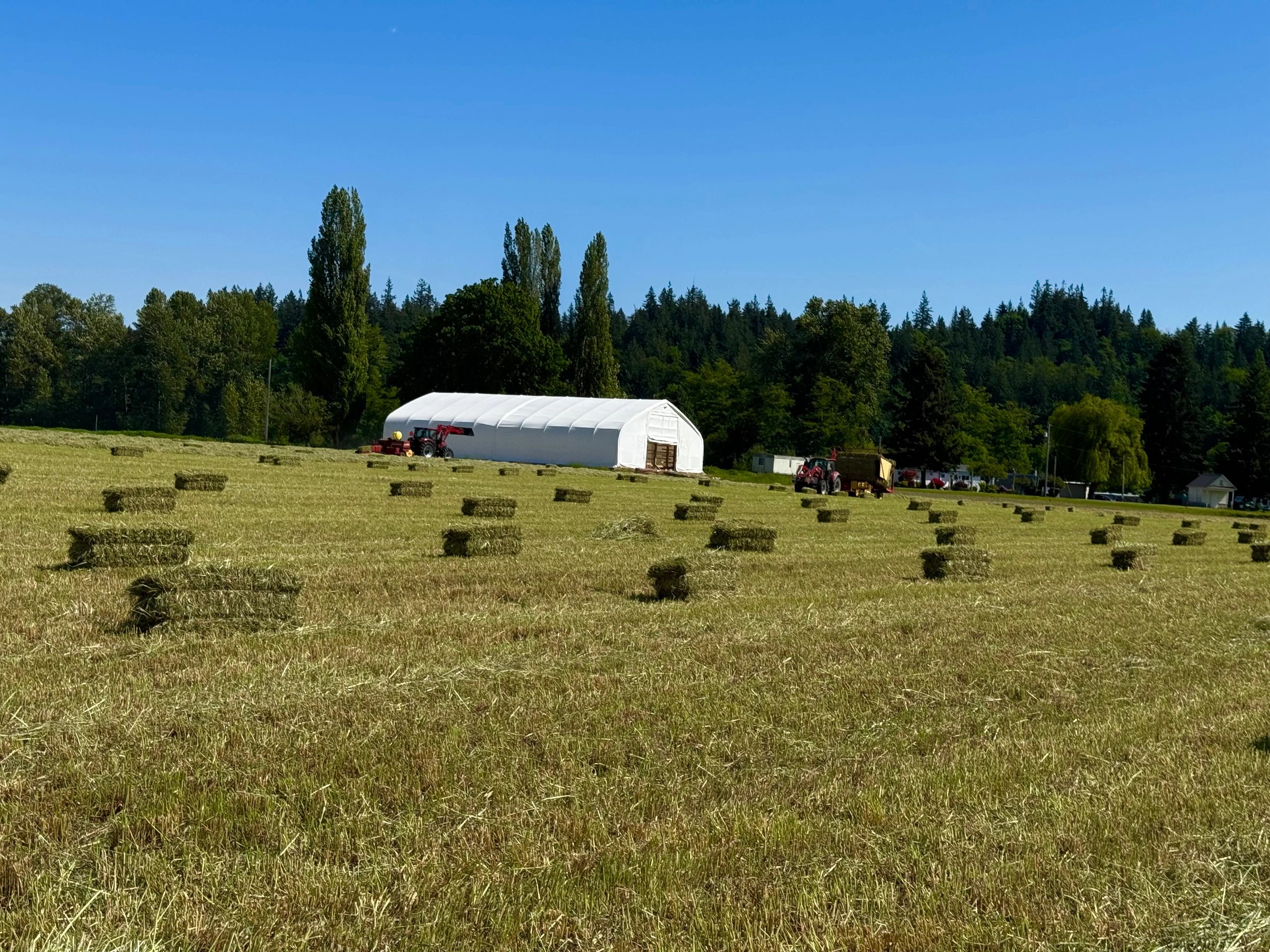 Top Hay Supplier for Orchard Grass Hay