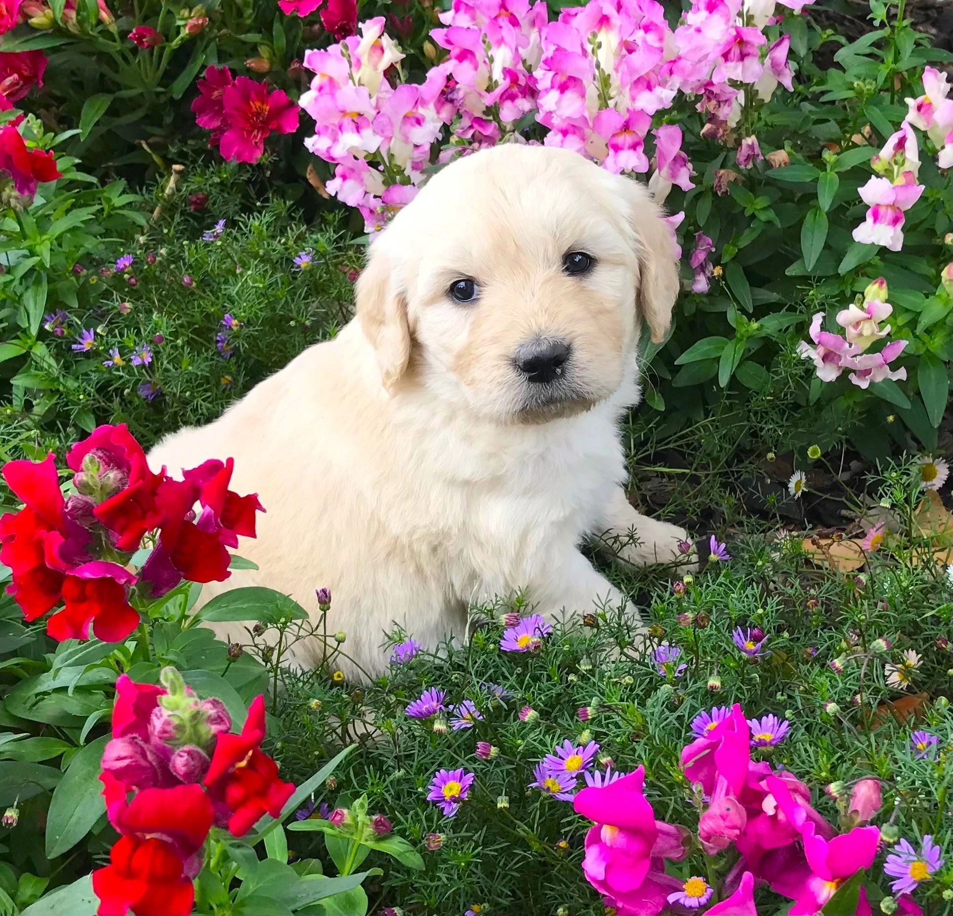Mountain View Puppies - Mini Groodle Puppies, Available Puppies