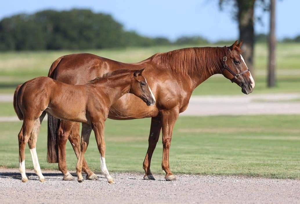 Gingerbread Ranch | Elite Quarter Horse Breeding | The Darkk Side