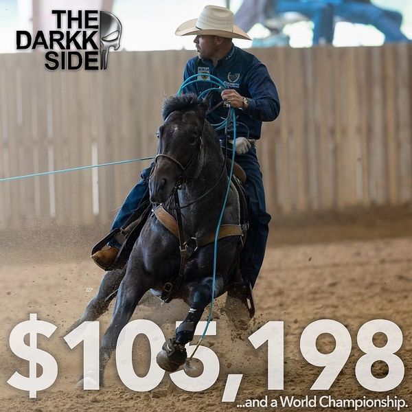 Gingerbread Ranch - The Darkk Side, AQHA Stallion