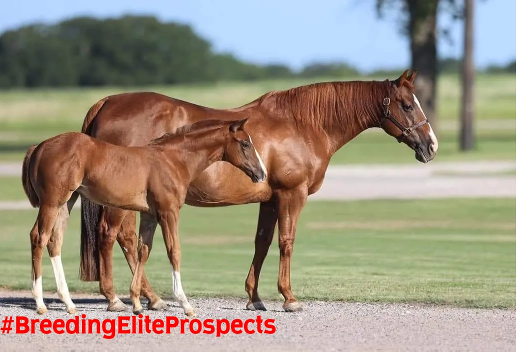 Gingerbread Ranch | Elite Quarter Horse Breeding | The Darkk Side