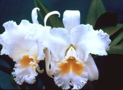 Orchids By Hausermann Catalog - Catalog Library