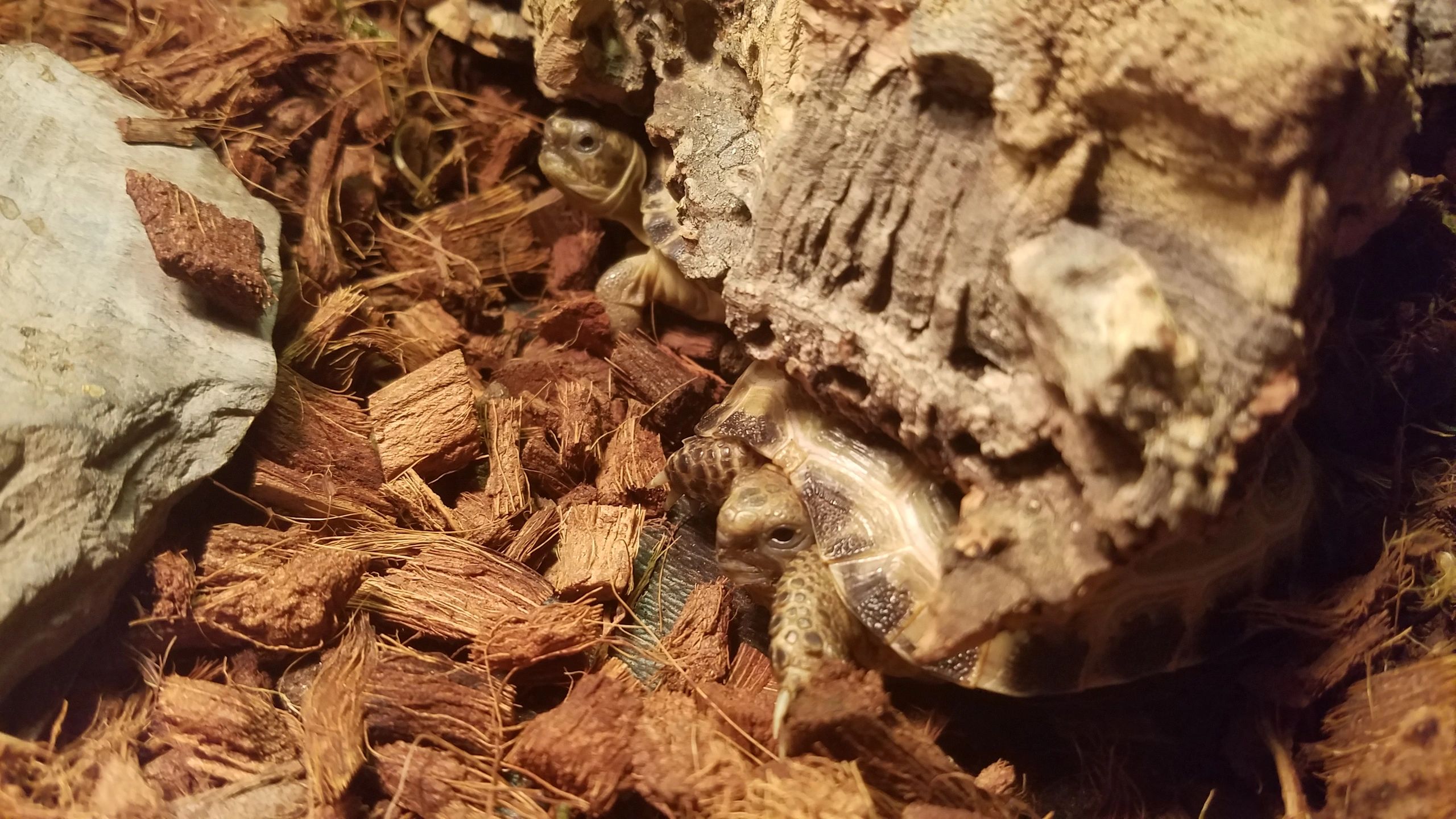 About | Scutes and Scales LLC