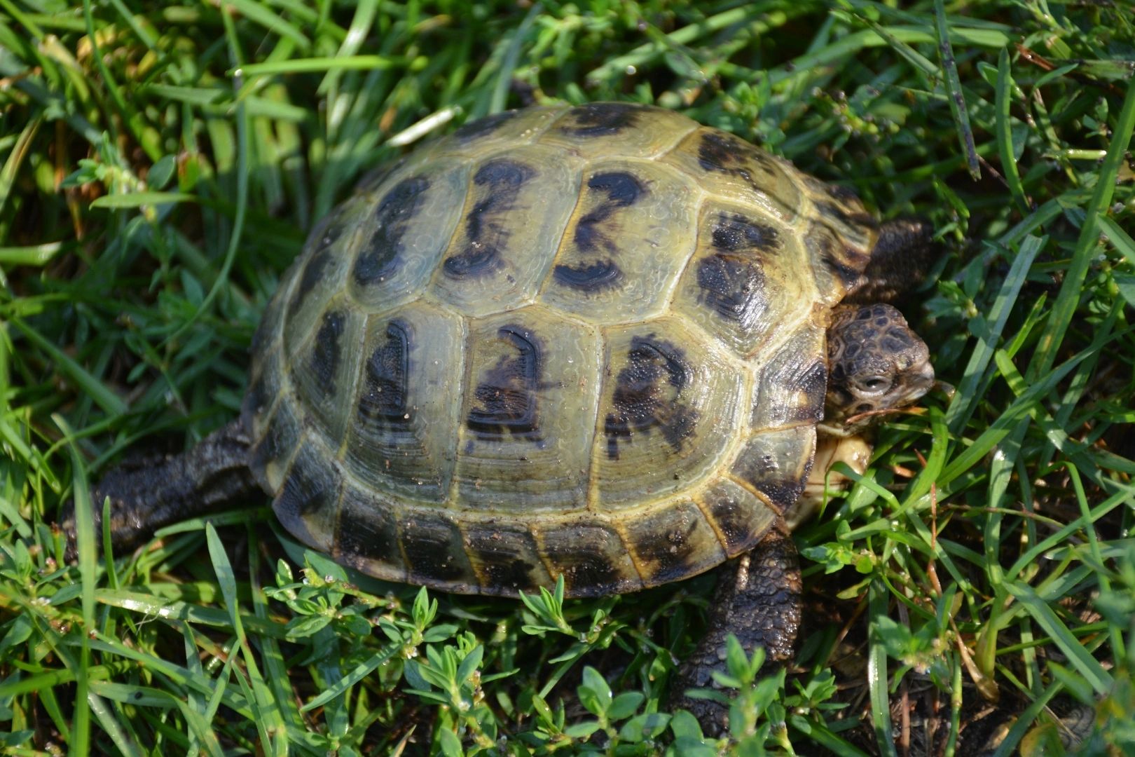 Scutes and Scales LLC - Reptiles - Cadillac, Michigan