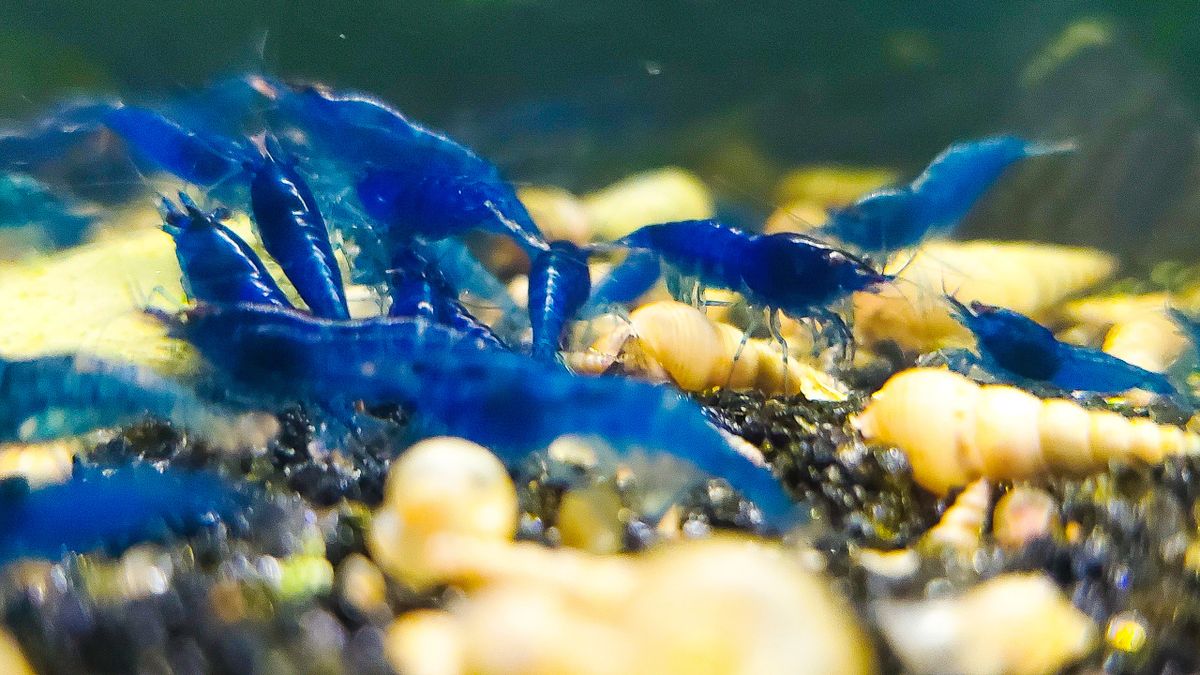 Blue Dreams Neocaridina Shrimp