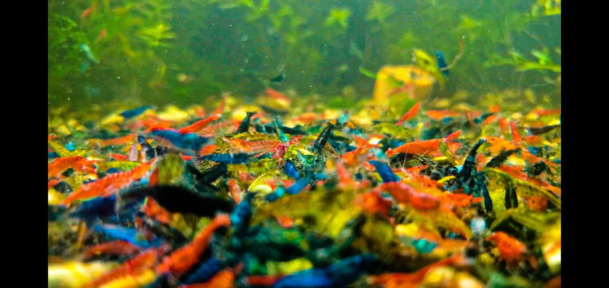 20 Skittles Mixed Color Shrimp Pack