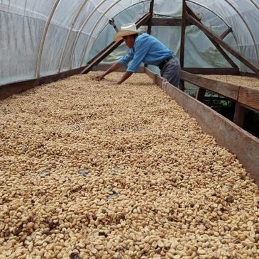 Hazel Origin Coffee