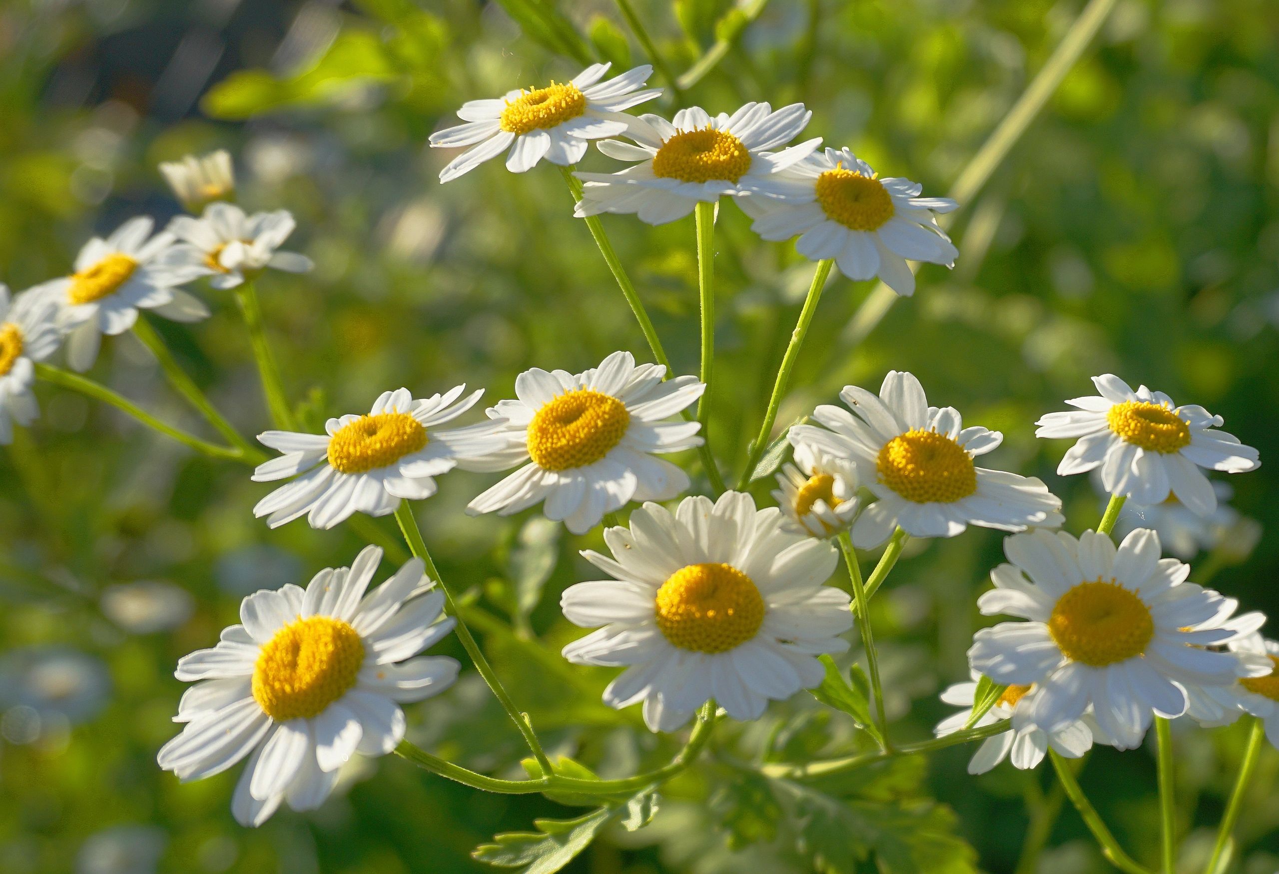 Benefits of Chamomile Tea