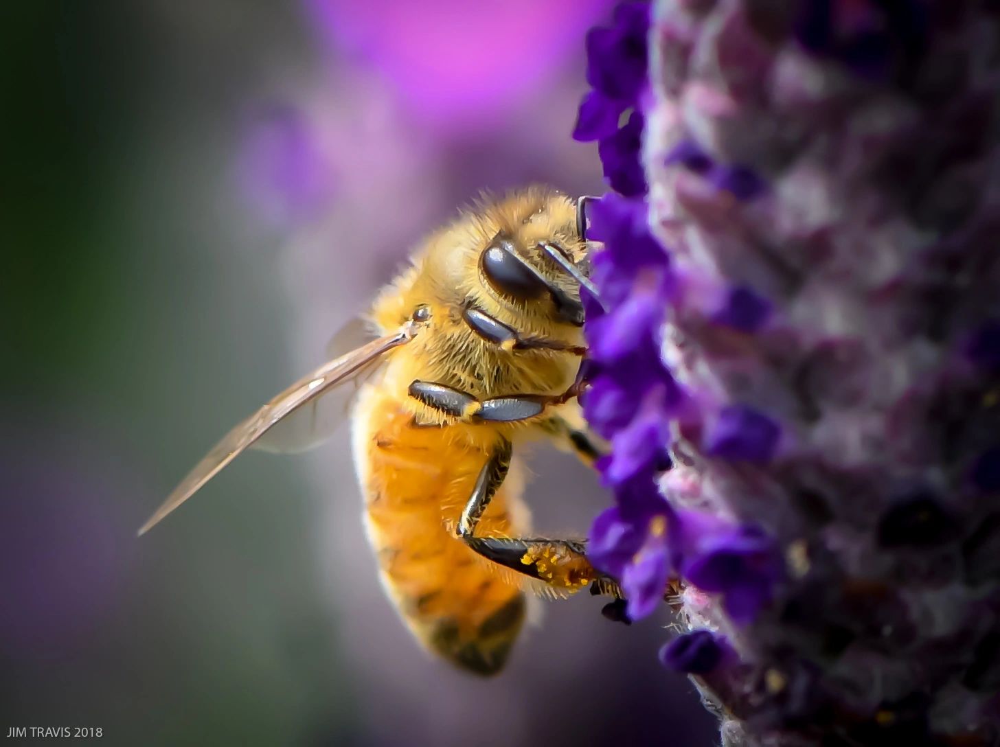 Photographer - Jim Travis Photography